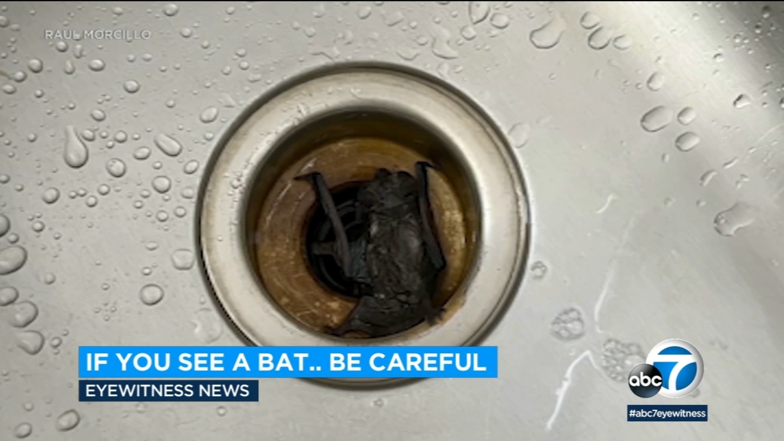 Bat encounters: LA County officials explain what to do if you find a ...