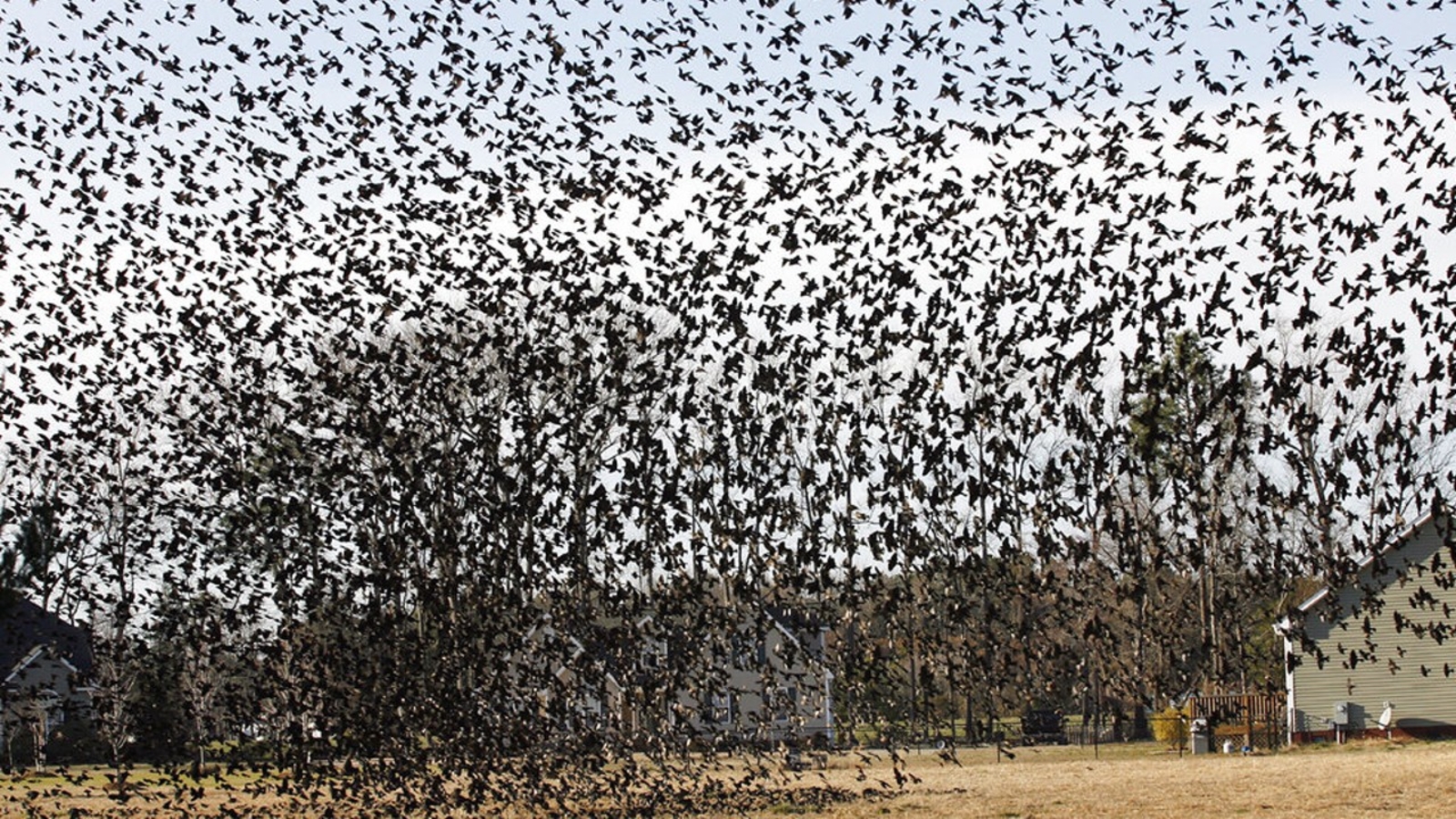 Raleigh begins Lights Out initiative to help save migrating birds - ABC11 Raleigh-Durham