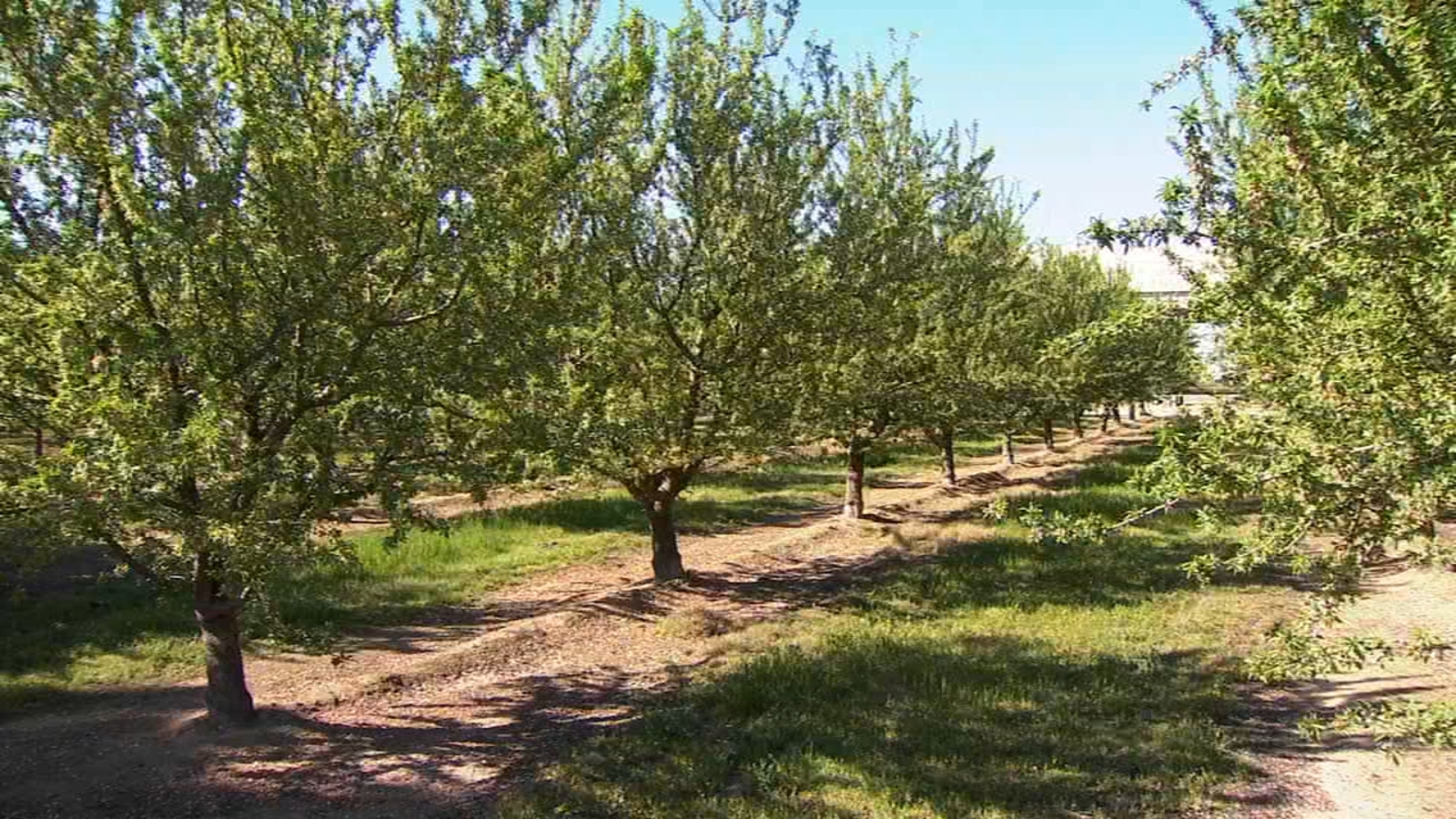 Central California farmers brace for third straight drought year ...