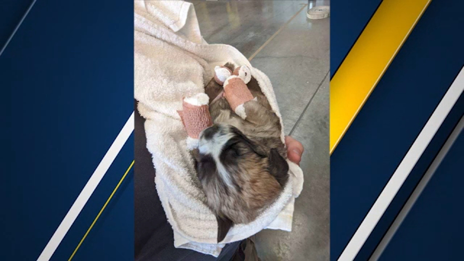 Coalinga firefighters rescue litter of puppies from burning house - ABC30 Fresno