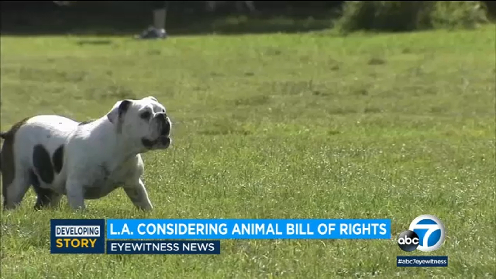 LA to consider 'Dog and Cats Bill of Rights' resolution moving through ...