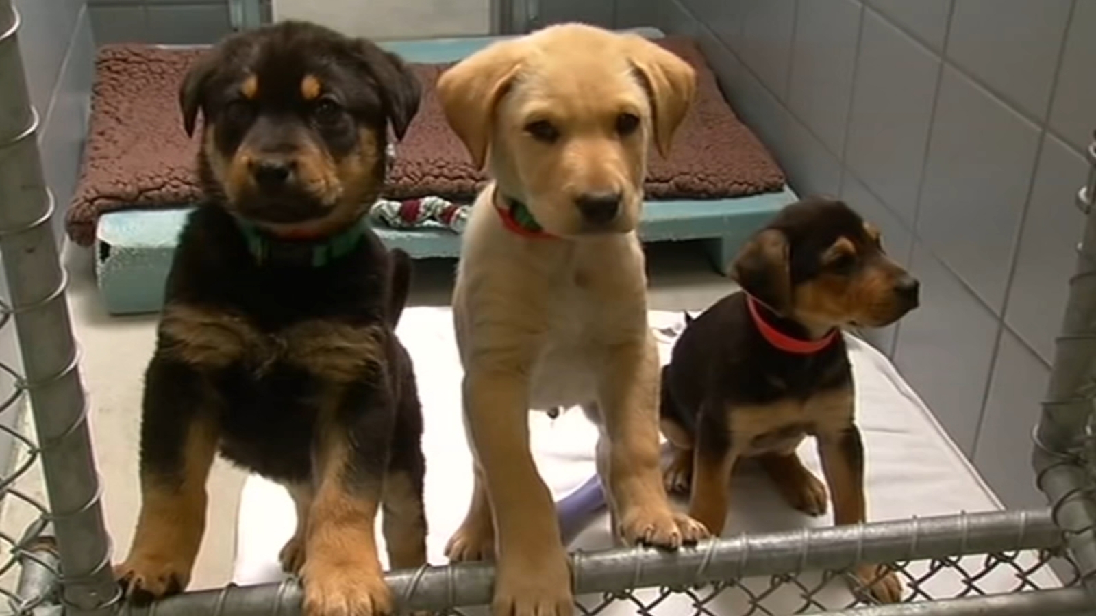 Google lawsuit alleges fraud suspect used their platform for pandemic ...