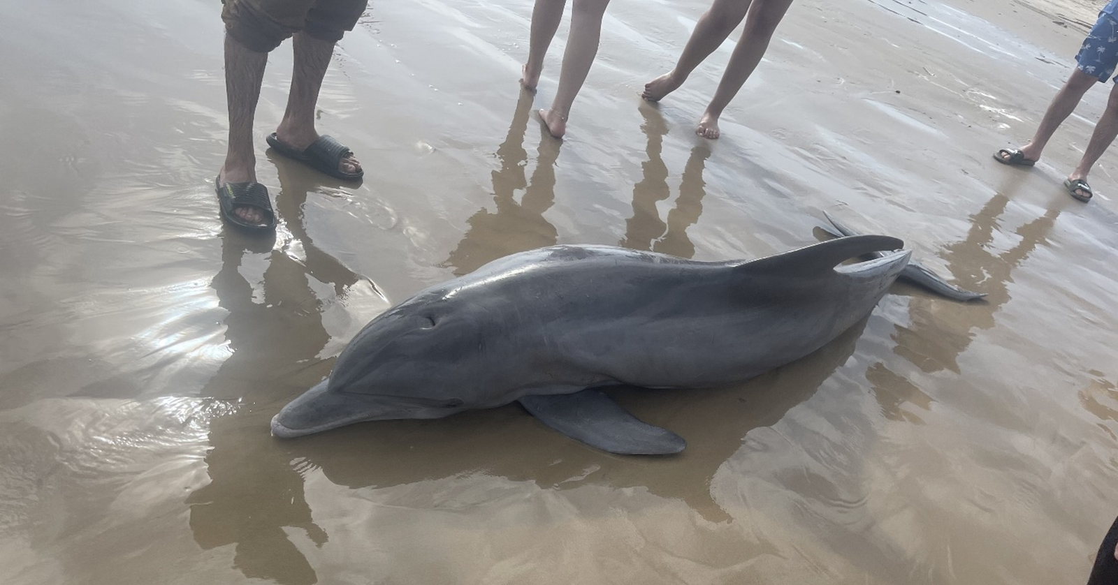 Texas dolphin dies after stranded, harassed by beachgoers at Quintana ...