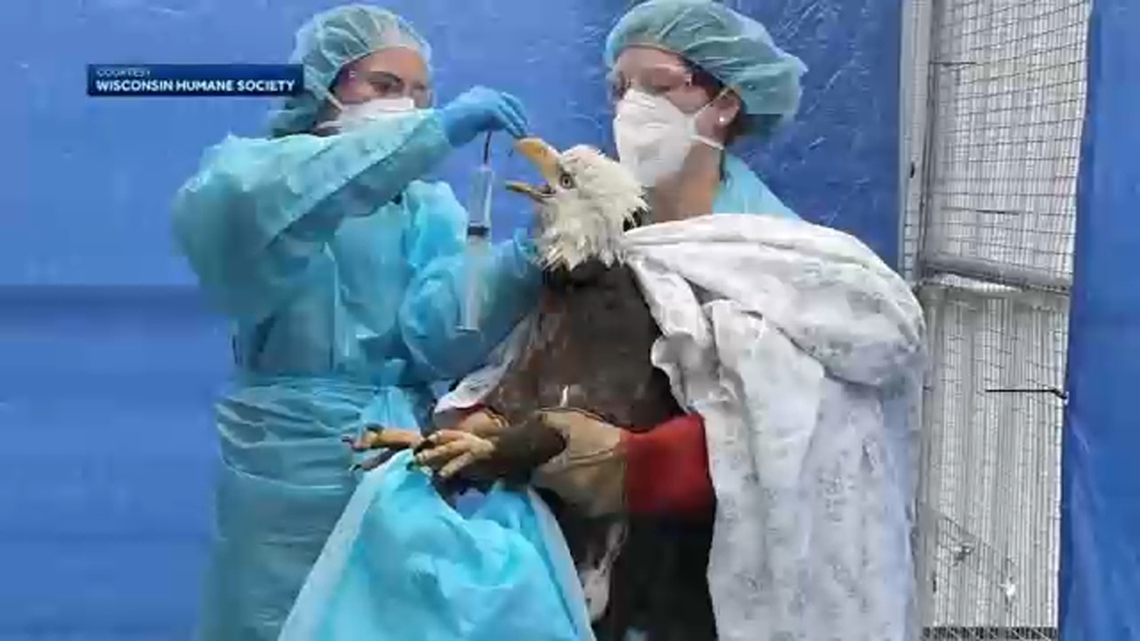 Bird flu Wisconsin 2022: Bald eagle sick with avian influenza ...
