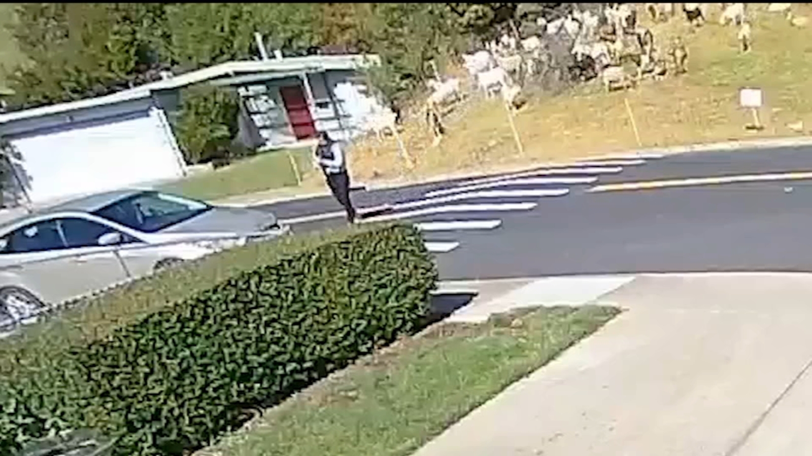 Video shows woman stealing baby goat from California field; owner ...