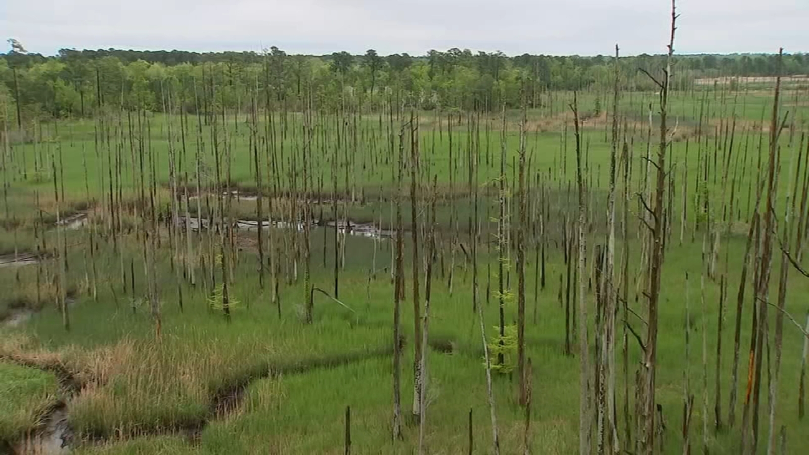 Earth Day: Ghost Forests spreading rapidly in N.C. as Scientists search ...