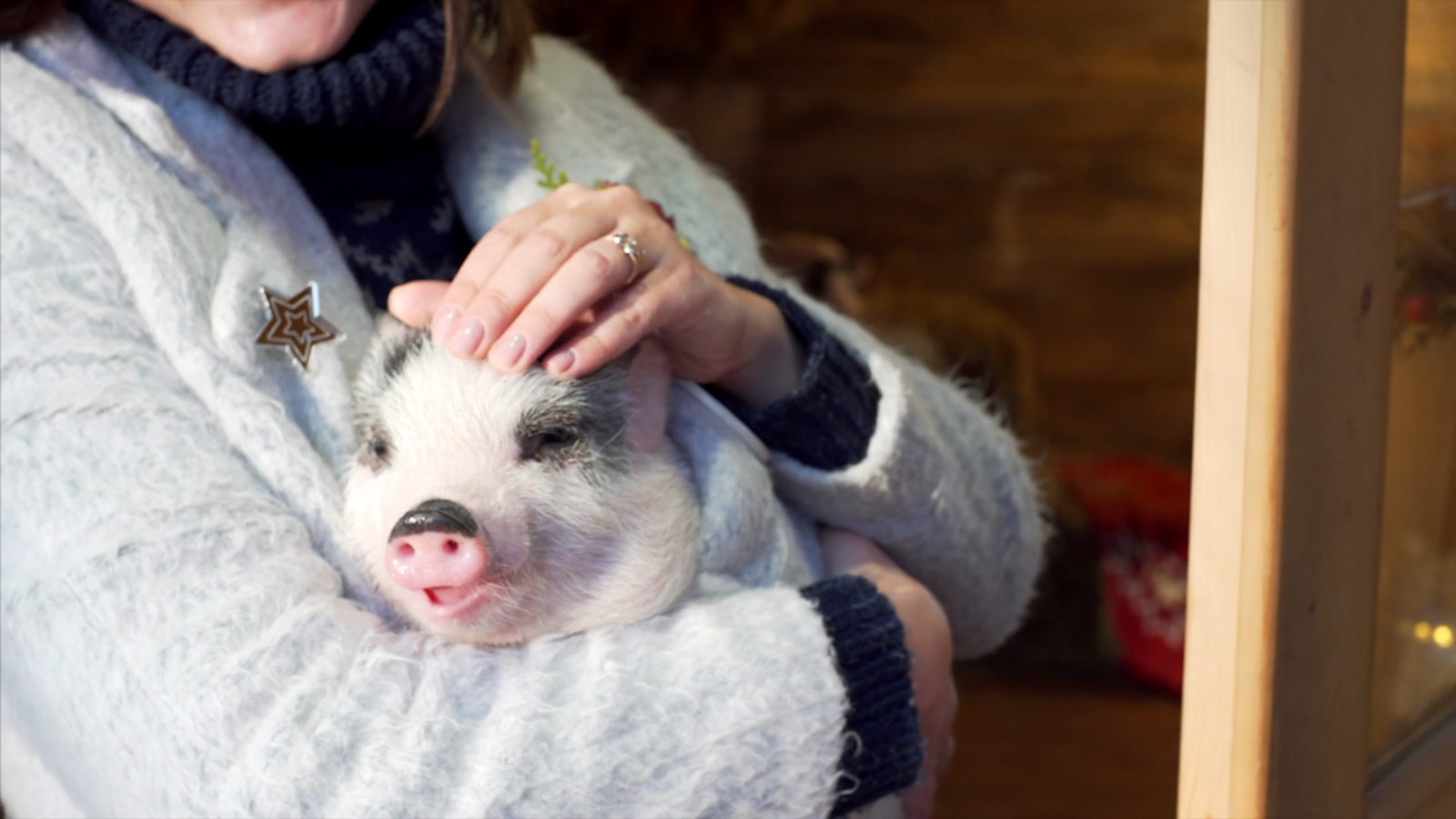League City City Council considering allowing indoor pigs as pets ...