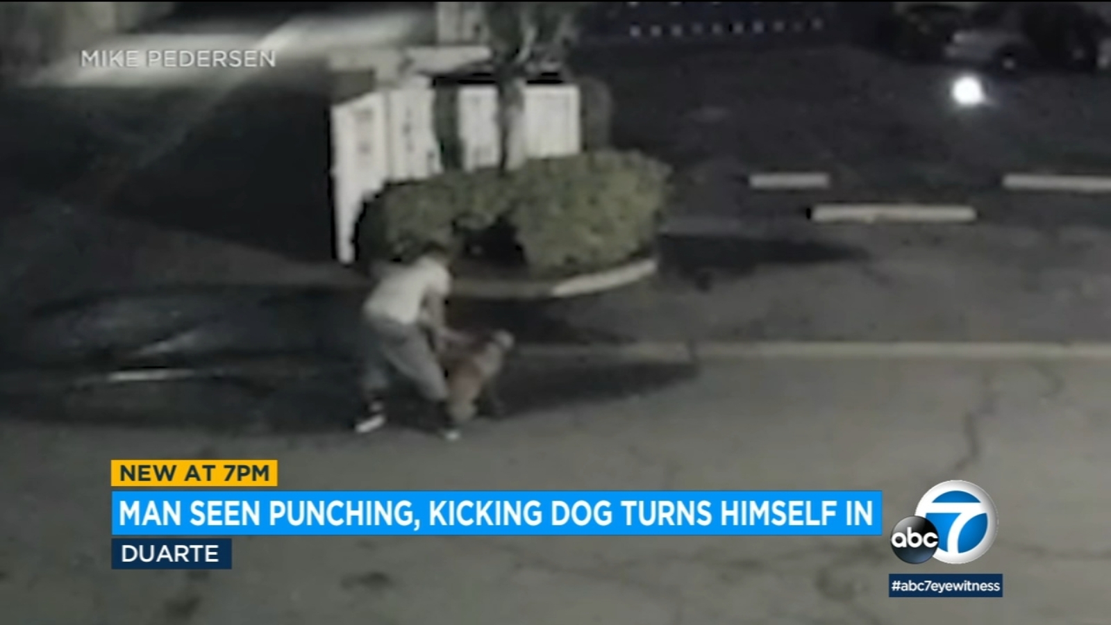 Animal abuse: Man caught on video kicking and punching dog repeatedly ...
