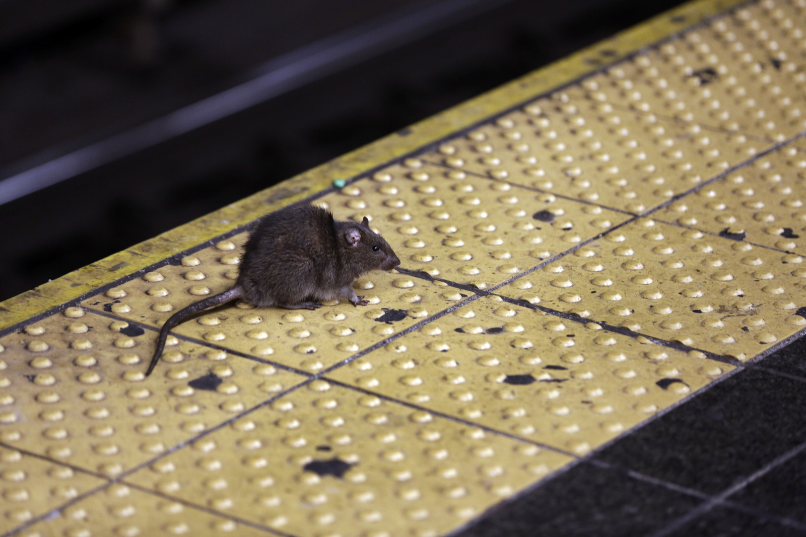 NYC council members release 5-point "Rat Action Plan" to control vermin ...
