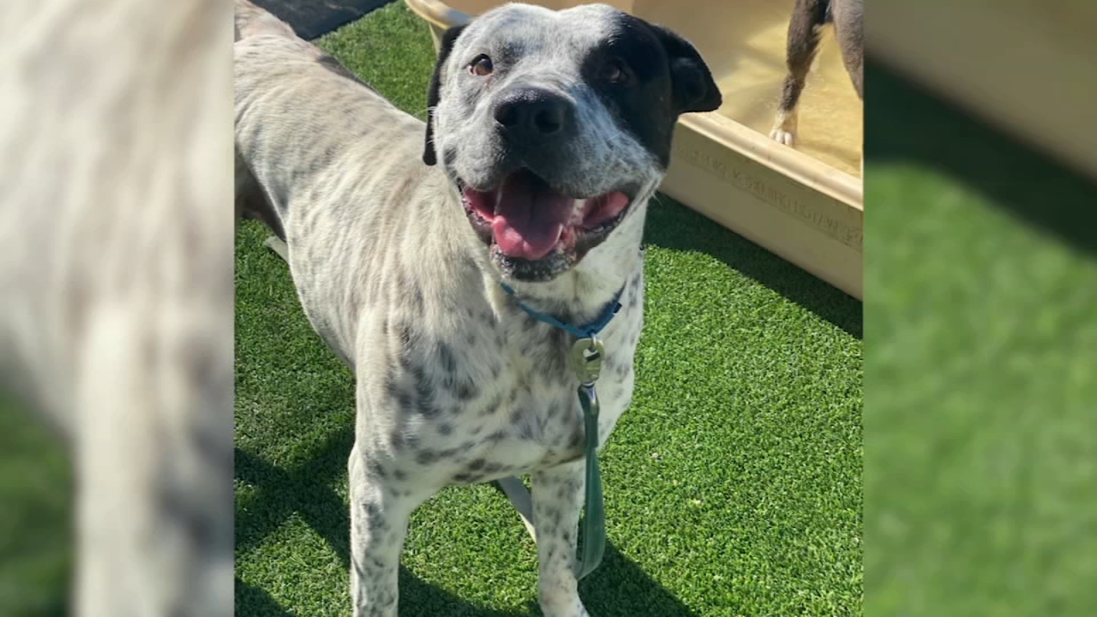 This Fresno shelter pup with a big smile is looking for a home - ABC30 ...