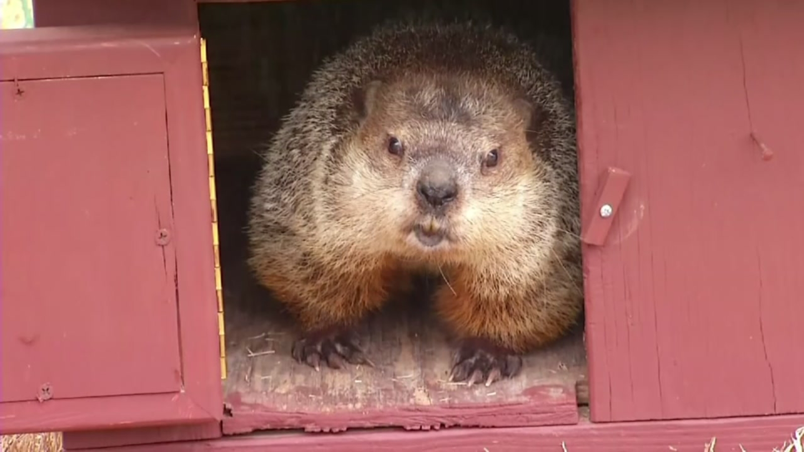 Groundhog Makes Big Super Bowl 50 Prediction Abc13 Houston