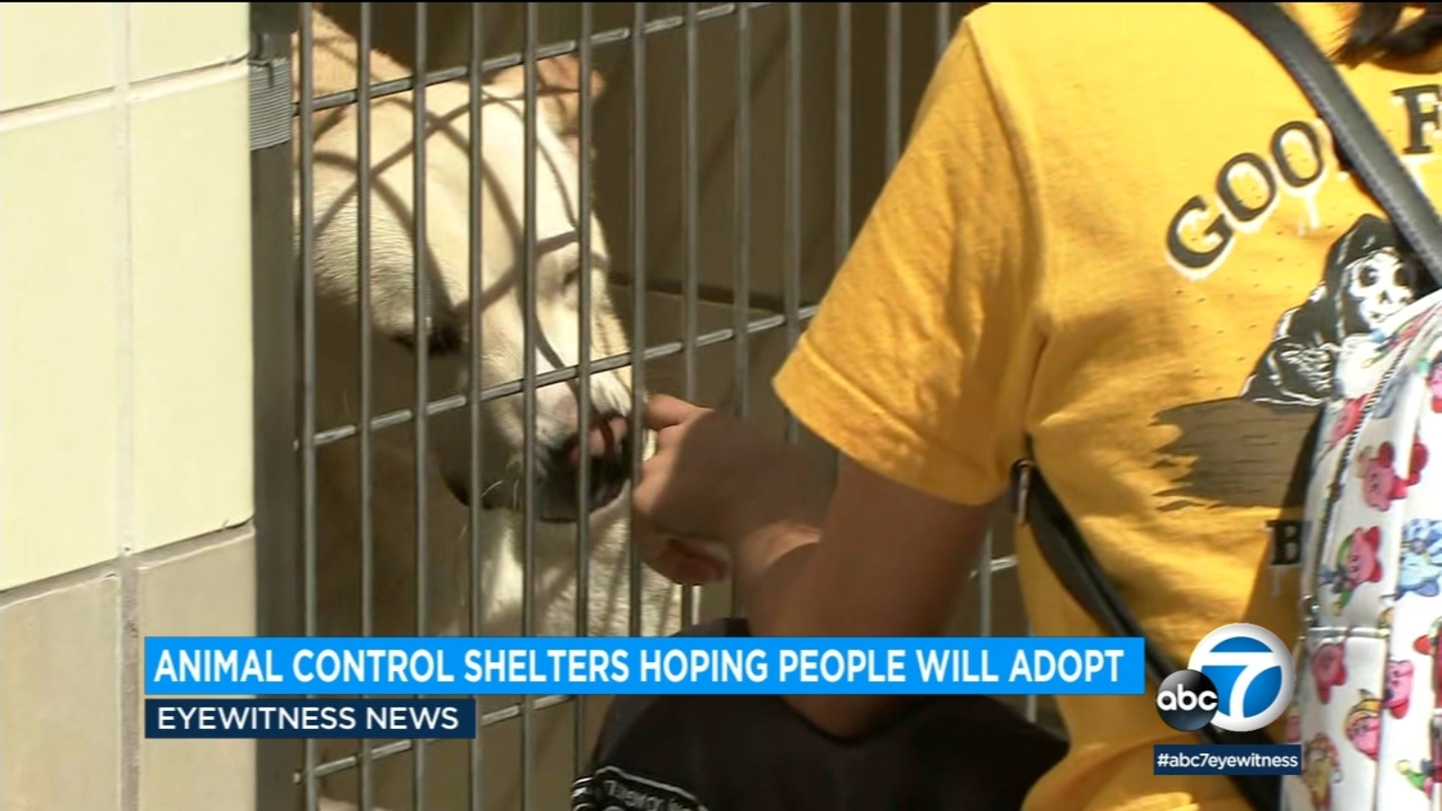 Riverside County: Wave of recent adoptions spared lives of 68 dogs who ...