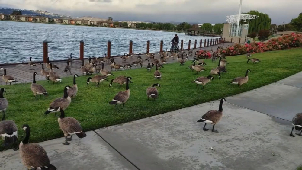 Foster City to tackle geese poop problem by scaring away birds with ...