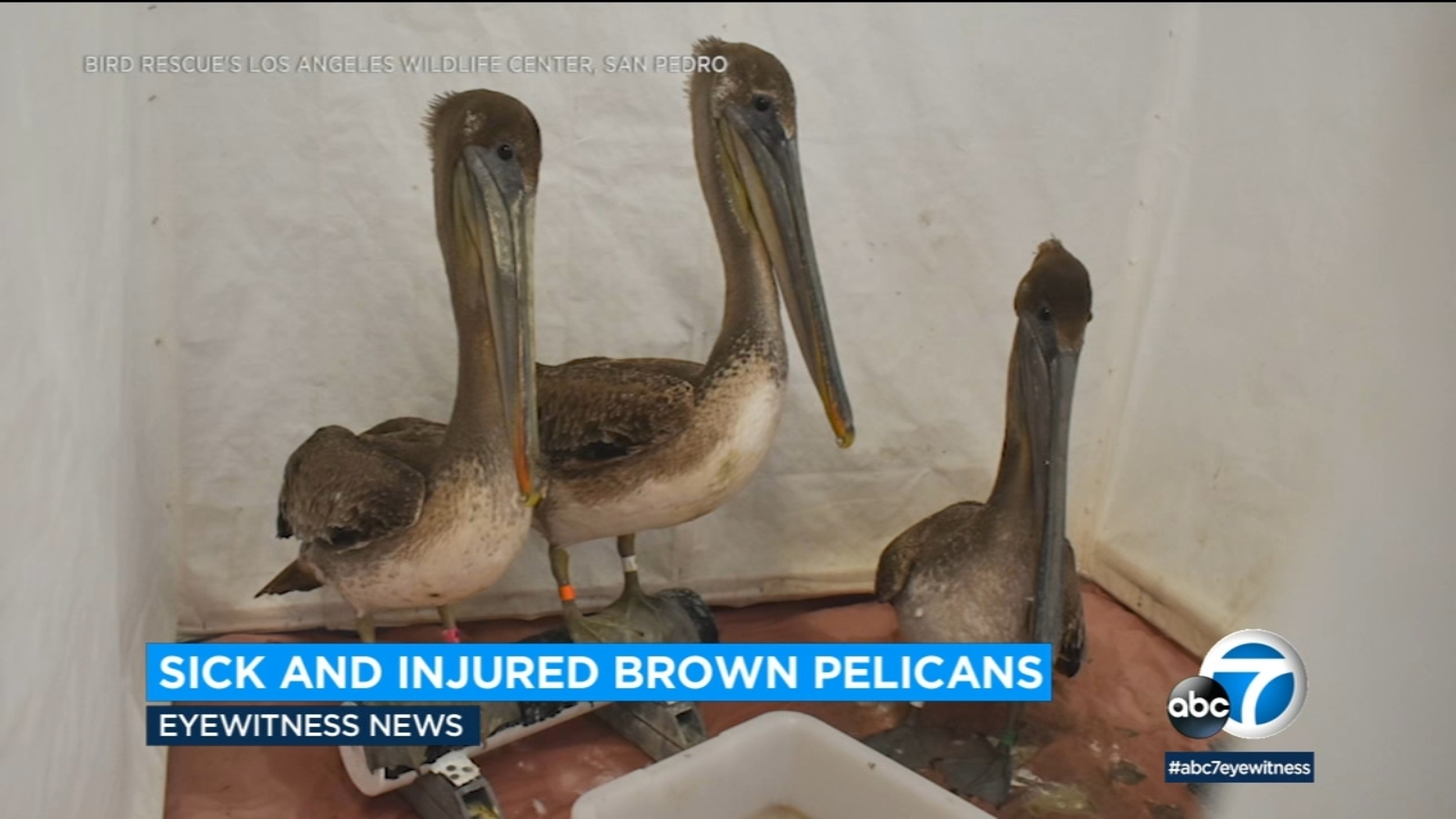 Brown pelican crisis: More than 50 of the birds found injured, sick or ...