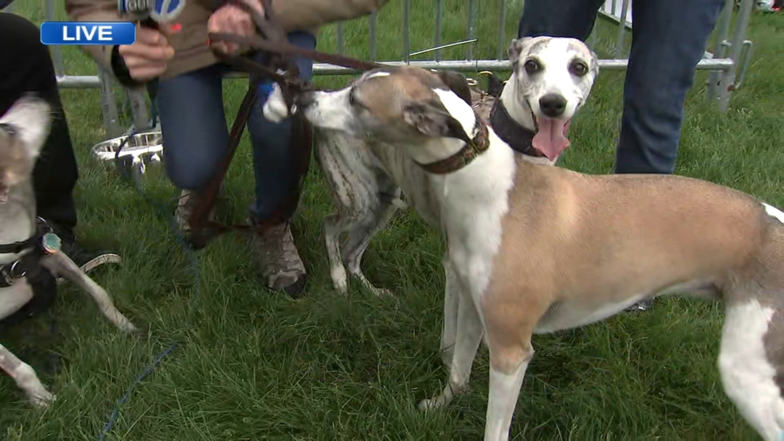 2022 Anti Cruelty Society fundraiser BARK in the Park returns to ...