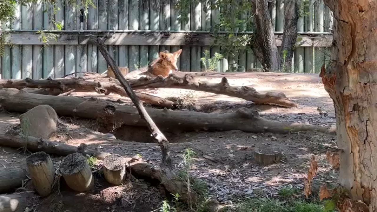 Red wolf from Fresno Chaffee Zoo gets released into wild - ABC30 Fresno