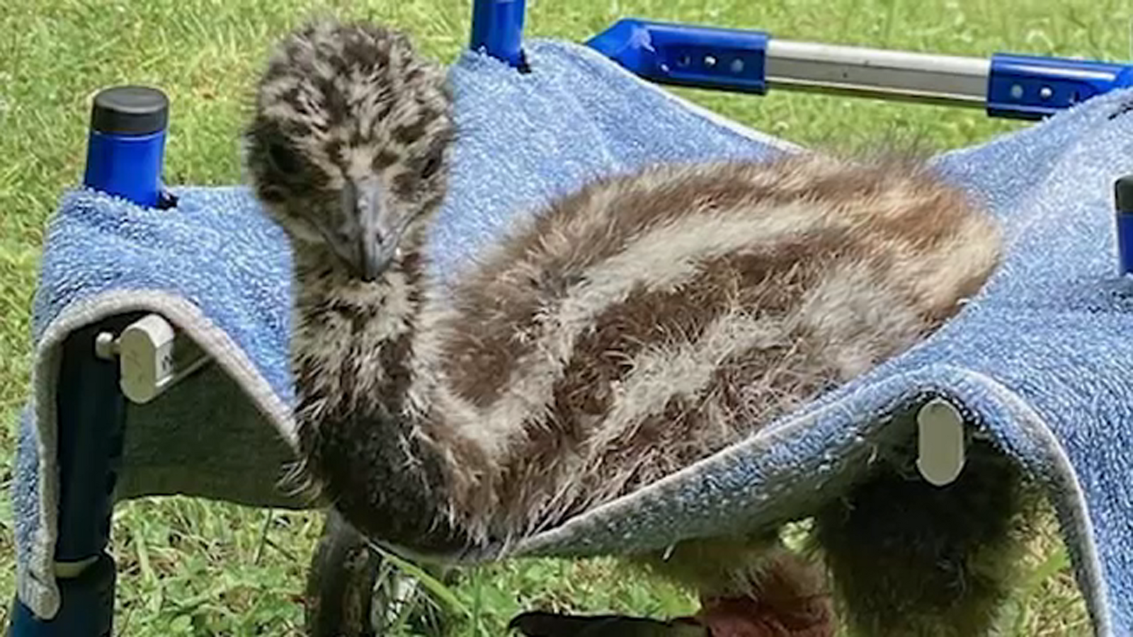 VIDEO: 2-month-old emu runs again thanks to NC animal sanctuary - ABC11 ...
