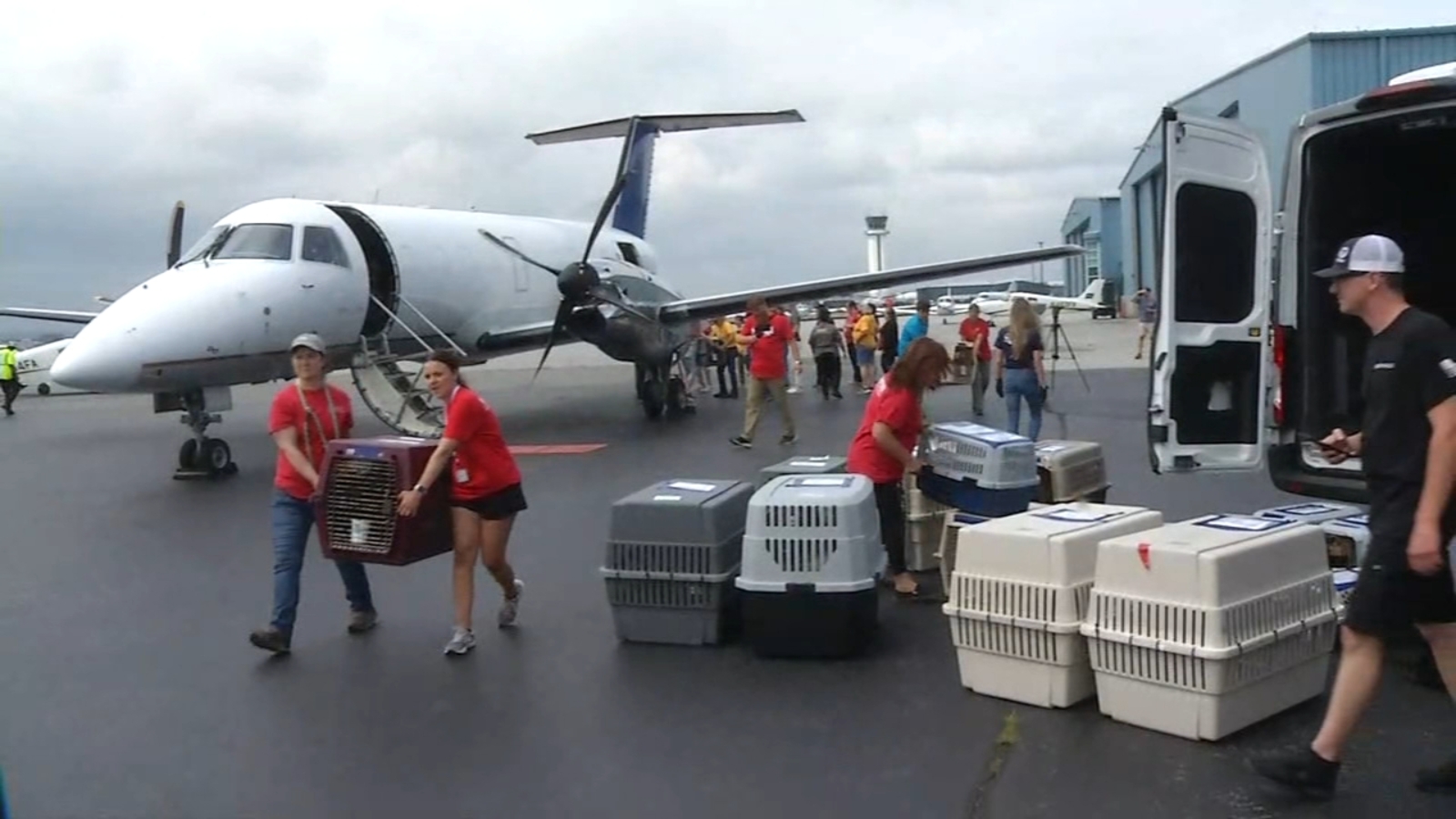 More than 700 animals in need of home at mega SPCA adoption event ...