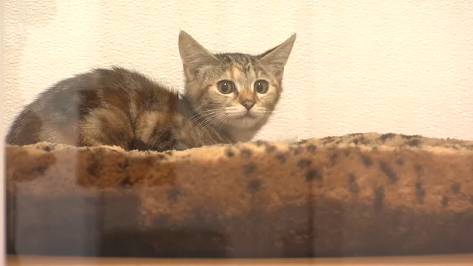 A look inside Fresno's brand new animal shelter - ABC30 Fresno