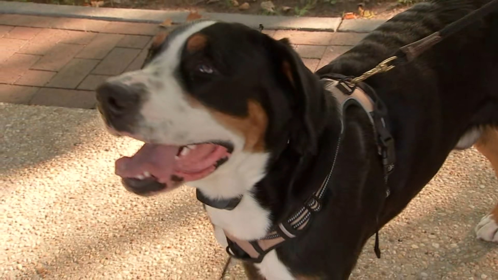 Heat Wave Philadelphia: Dog Days of summer bring people outdoors early ...