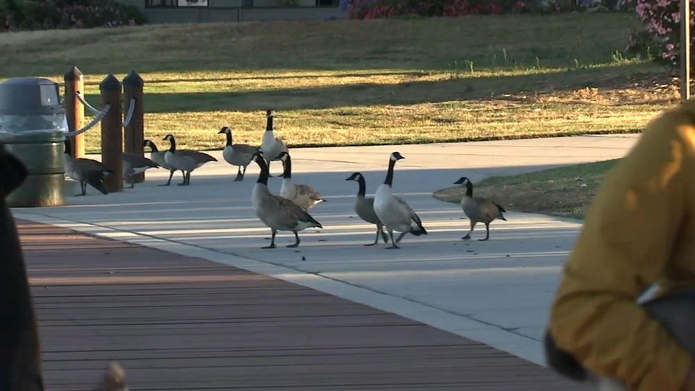 Foster City to tackle geese poop problem by scaring away birds with ...