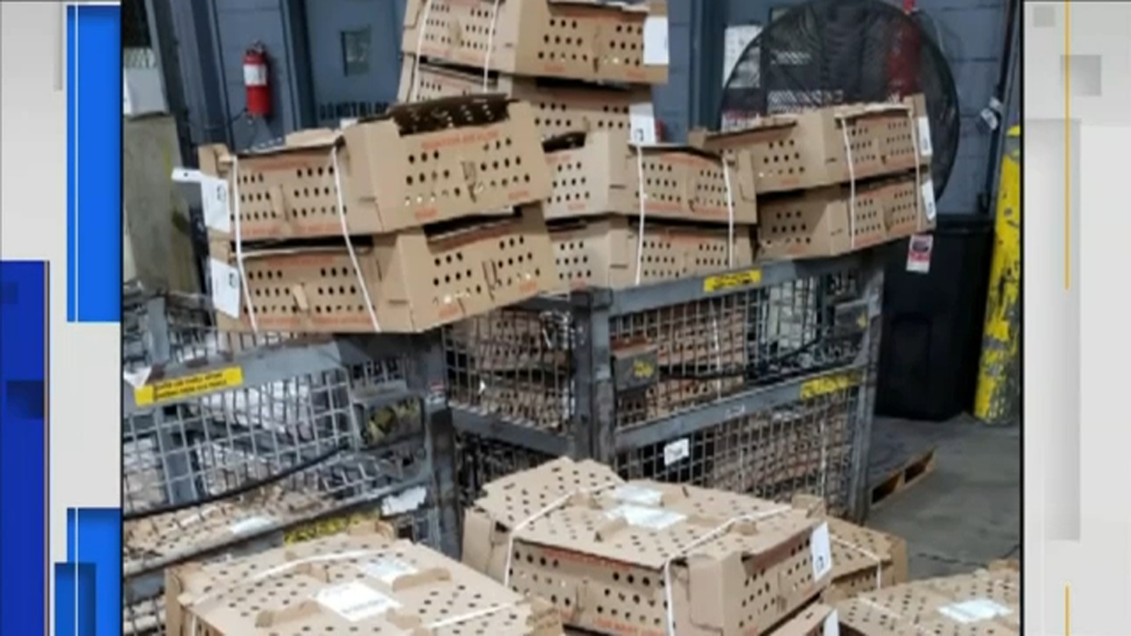 Thousands of baby chickens headed for Bahamas found dead on Miami ...