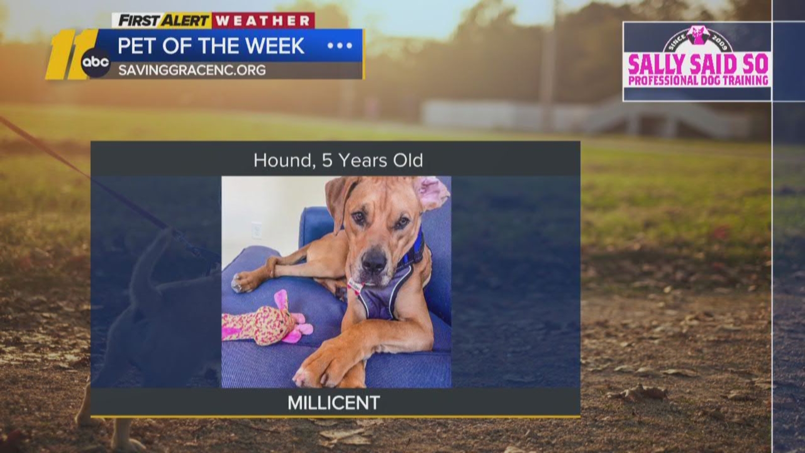 Pet of the Week: August 2, 2022, Millicent - ABC11 Raleigh-Durham