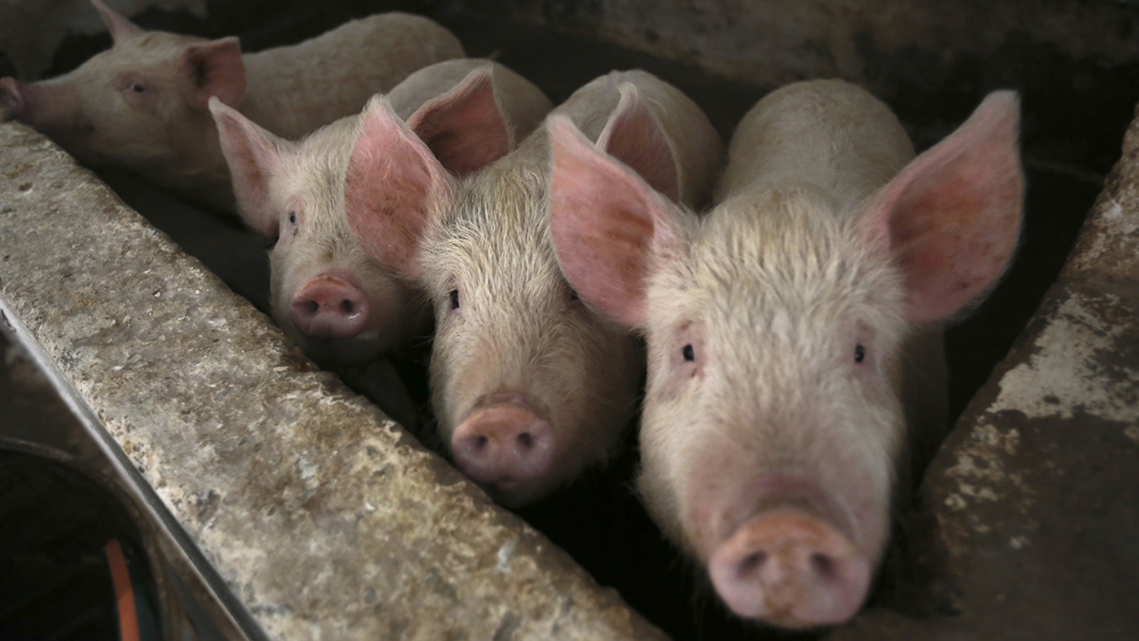 Yale researchers revive cells in dead pigs, shaking up what we know ...