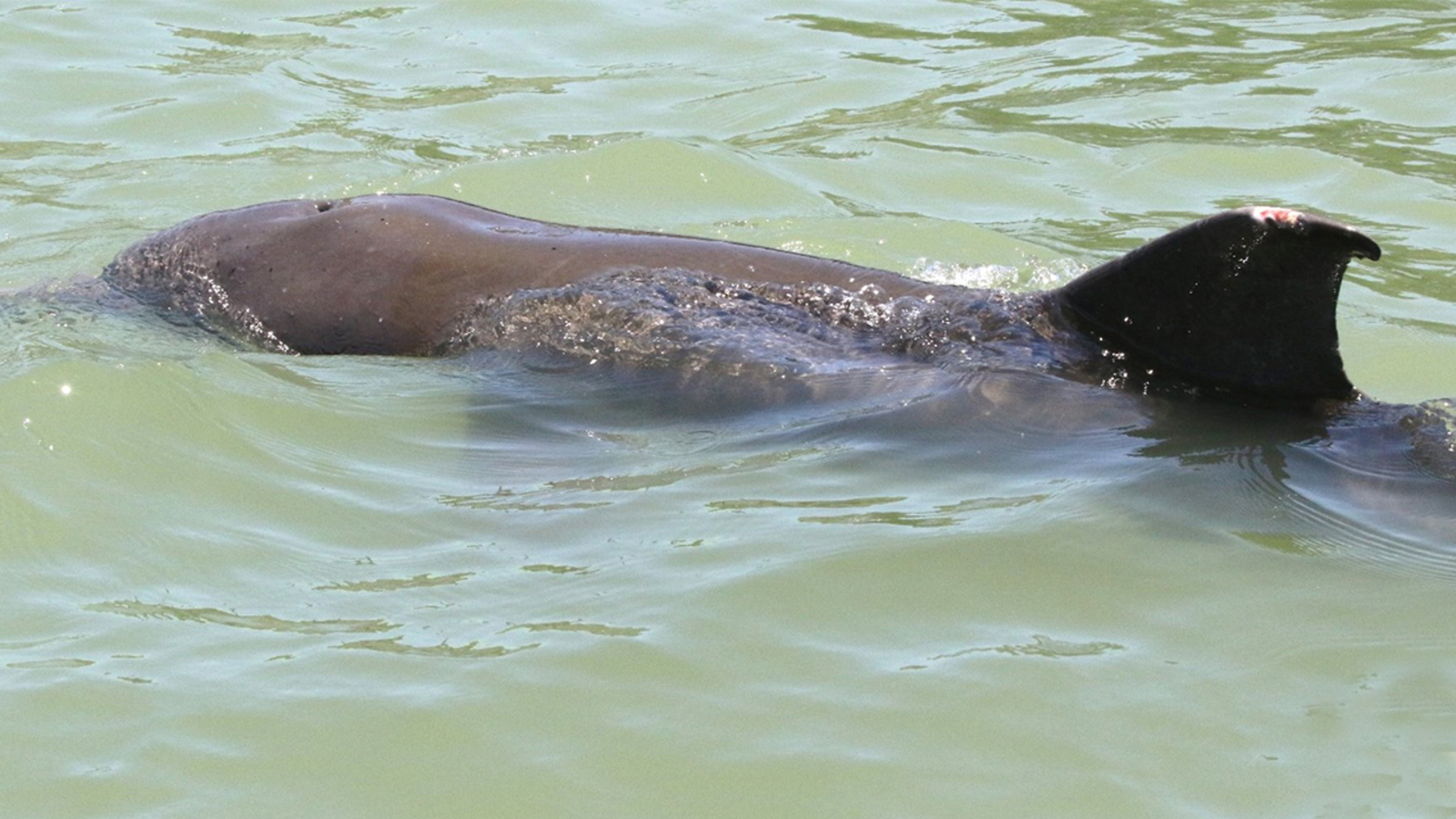 Crews need help locating dolphin wrapped in fishing line spotted in ...