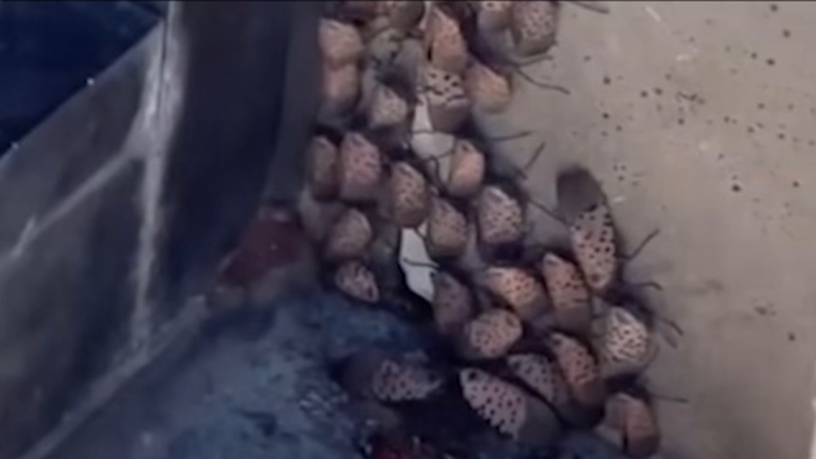 Spotted lanternfly: North Bergen residents urged to kill invasive bug ...