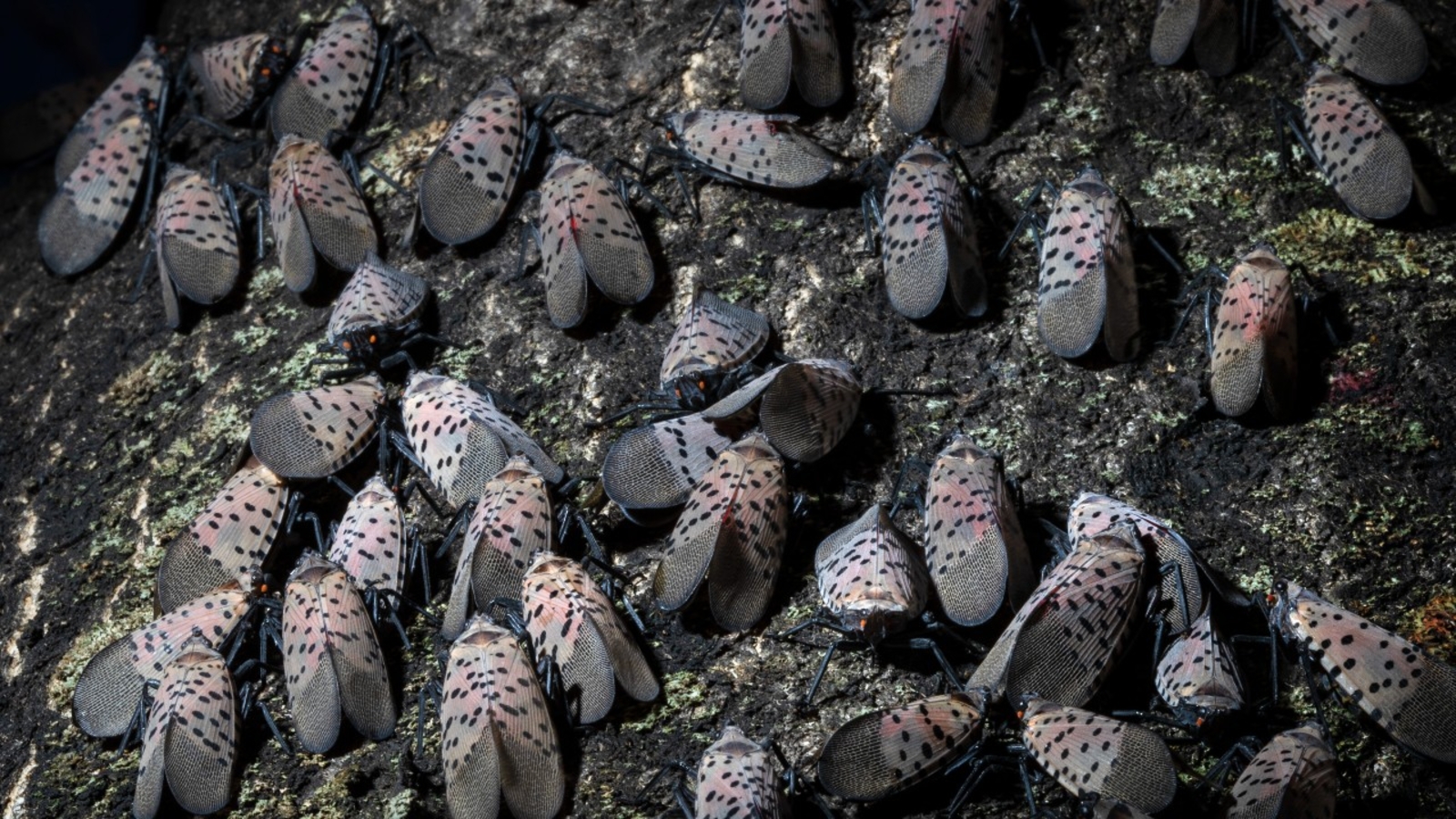 Spotted lanternfly: NY State Department of Agriculture urges residents to kill invasive bug ...