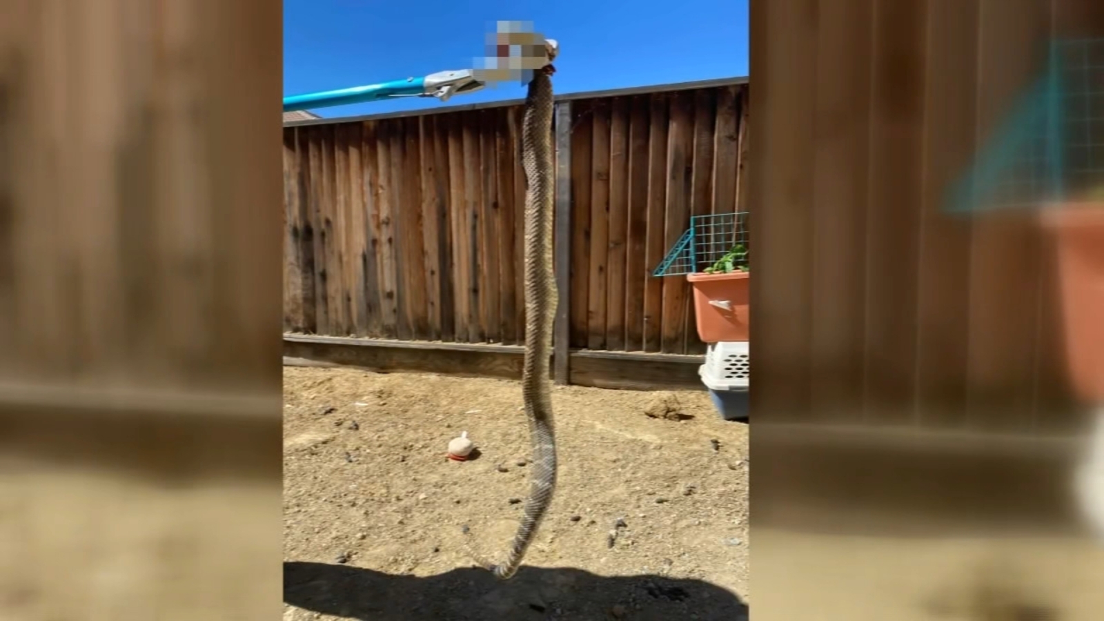 Antioch family finds 4-foot rattlesnake in their backyard; situation is ...