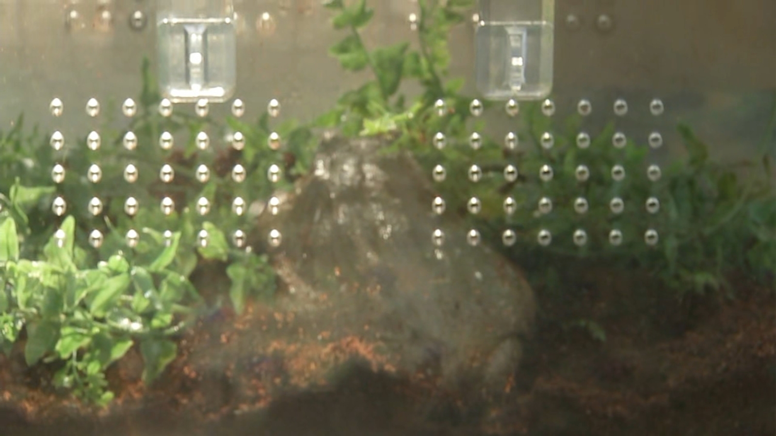 ZOO ADVENTURES: Action News meteorologist Cecily Tynan stops by ...