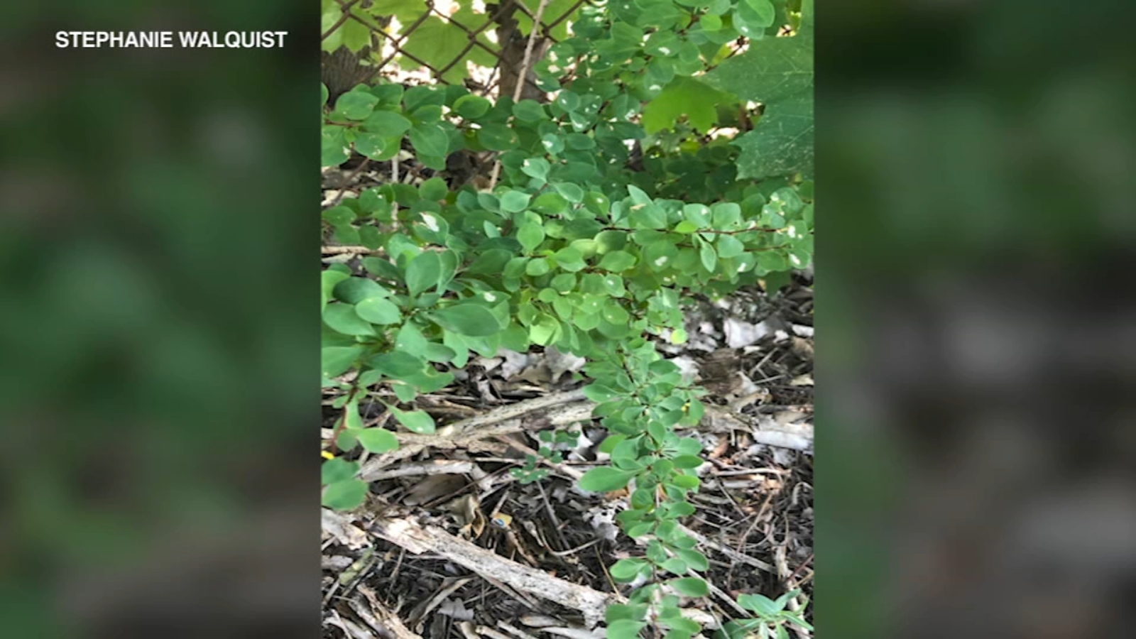 Applications for a free Cook County invasive plant trade-in program now ...