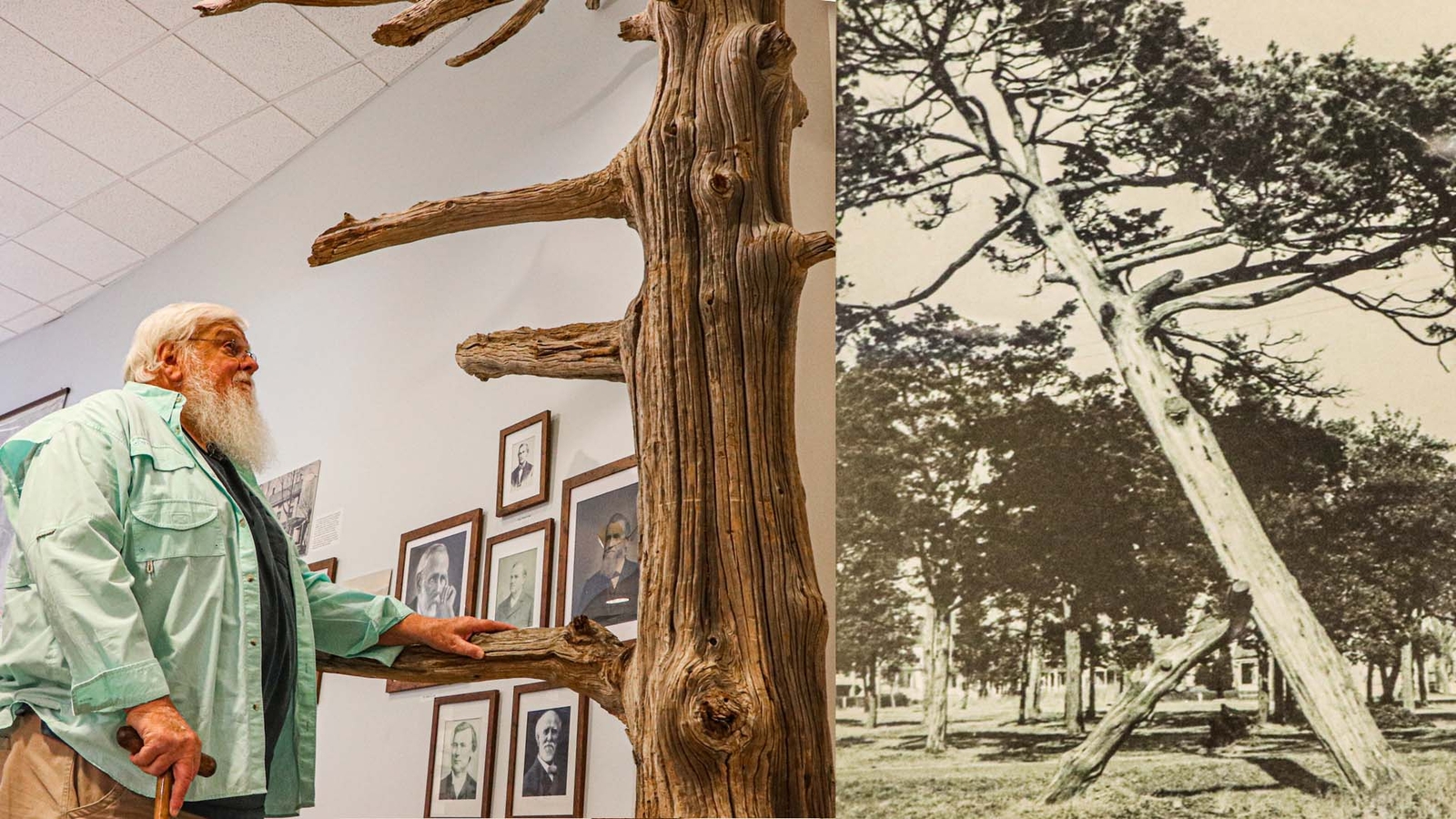 Ocean City's historic tree stands tall at new location - 6abc Philadelphia