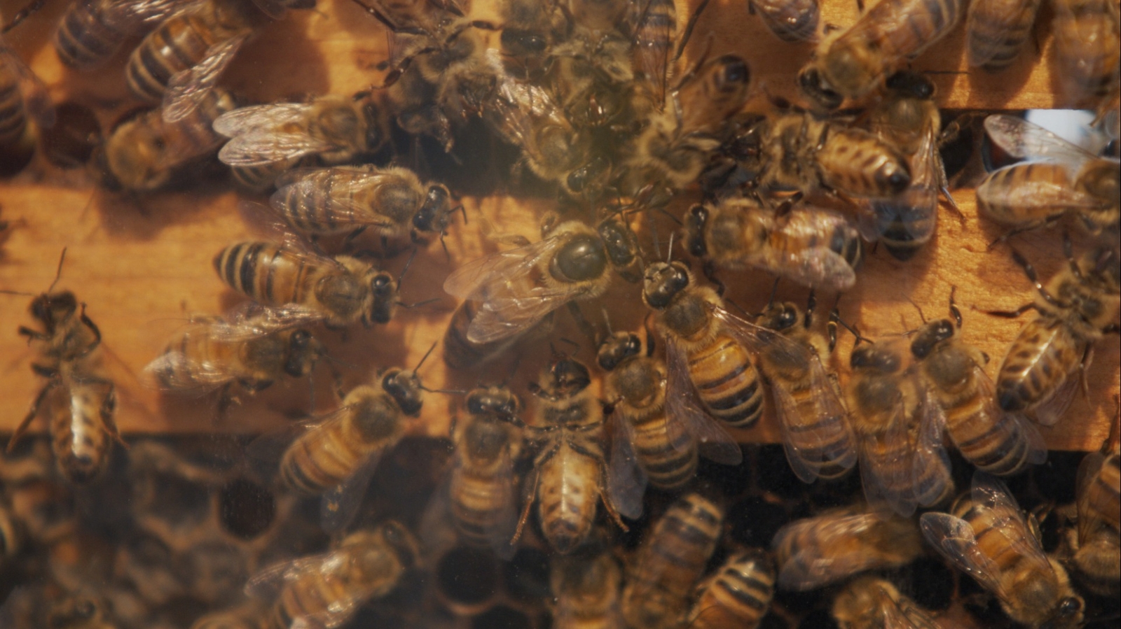 Family-owned Maui Bees produces artisanal honey on the slopes of ...