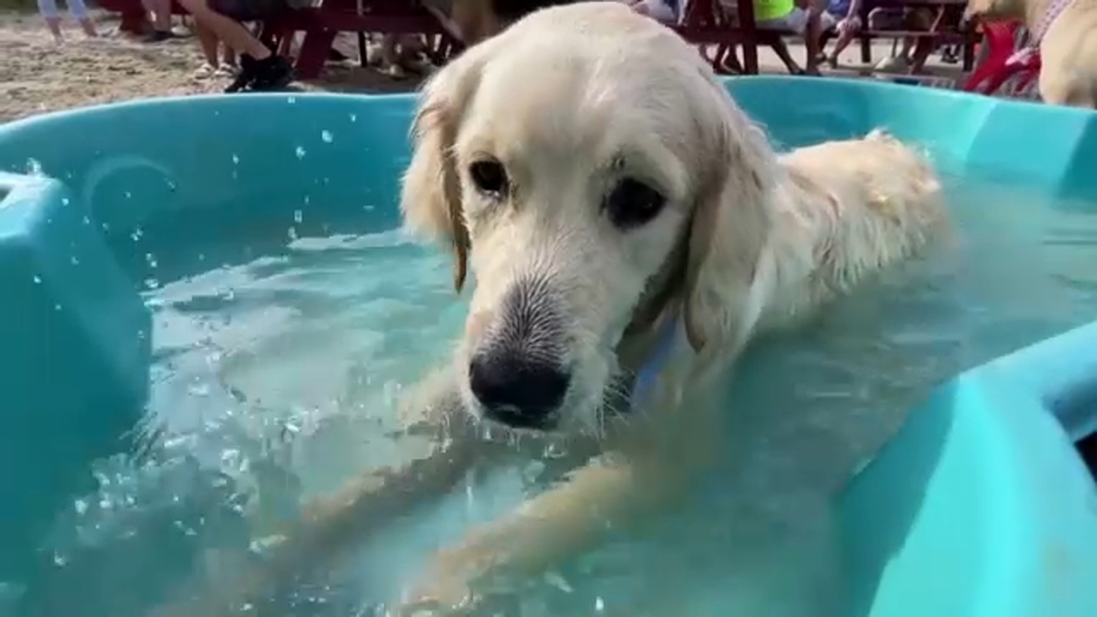 Jersey shore 'Yappy Hour' draws big crowds of dogs and owners to Asbury ...
