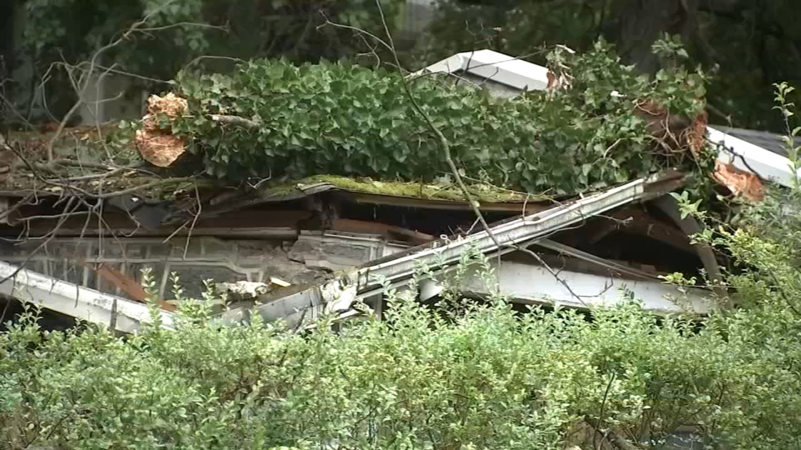 Philadelphia woman in critical condition after tree falls on her in ...