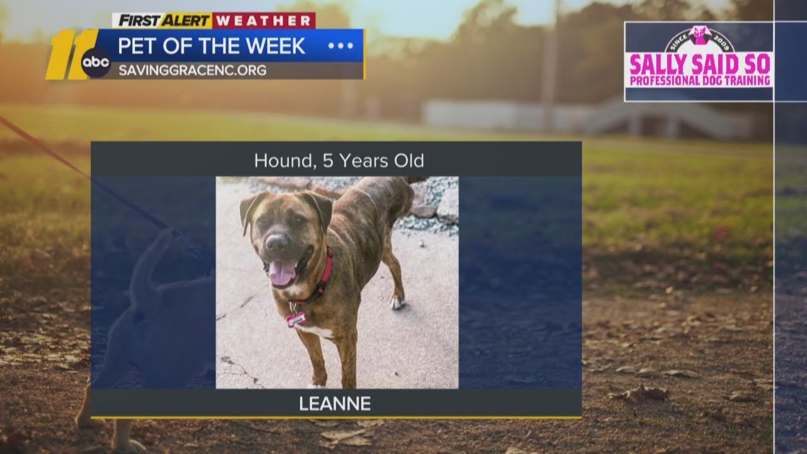Pet of the Week: August 23, 2022, Leanne - ABC11 Raleigh-Durham