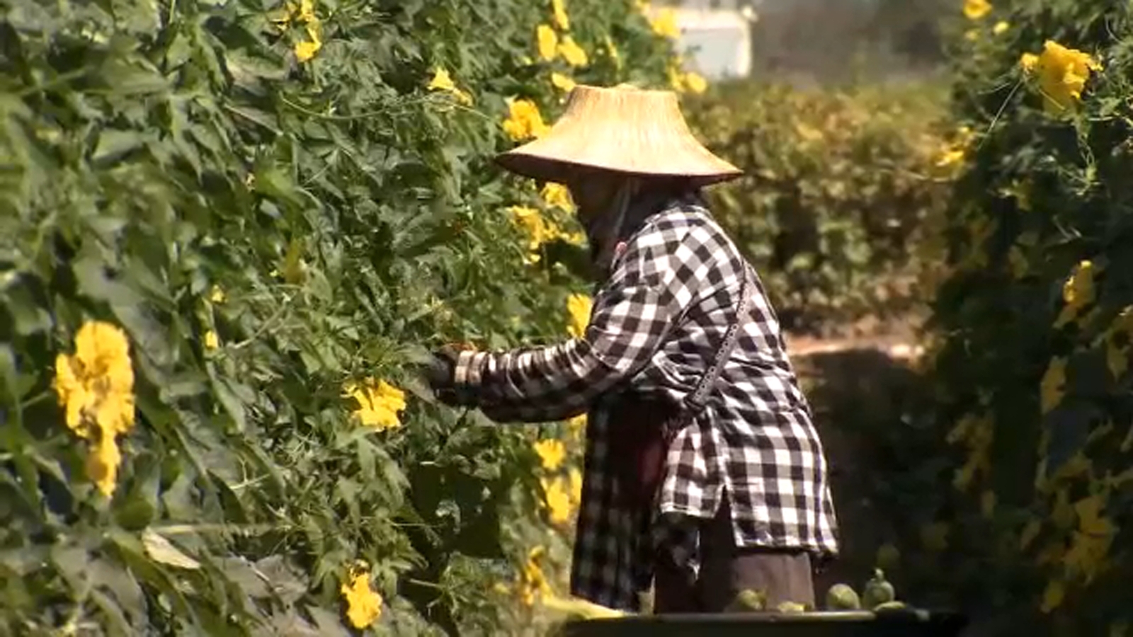 Fresno County farm specializes in crops beloved by Asian communities ...