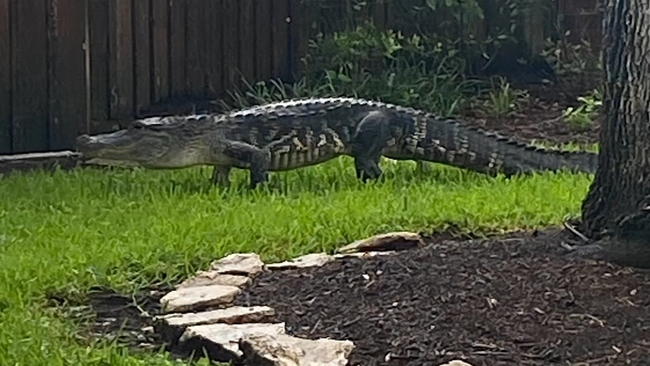 Alligator sighting on camera: 11-foot gator captured strolling through ...