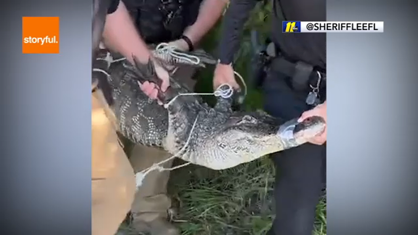 7-foot alligator greets kids waiting outside Florida middle school ...
