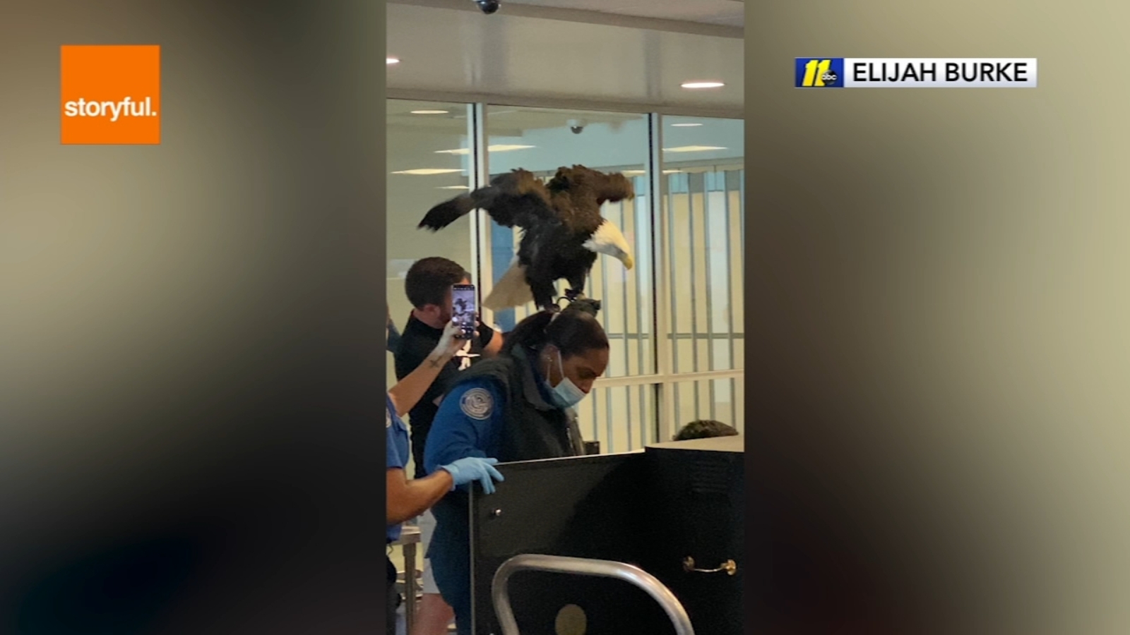 Bald eagle goes through TSA check at Charlotte airport - ABC11 Raleigh ...