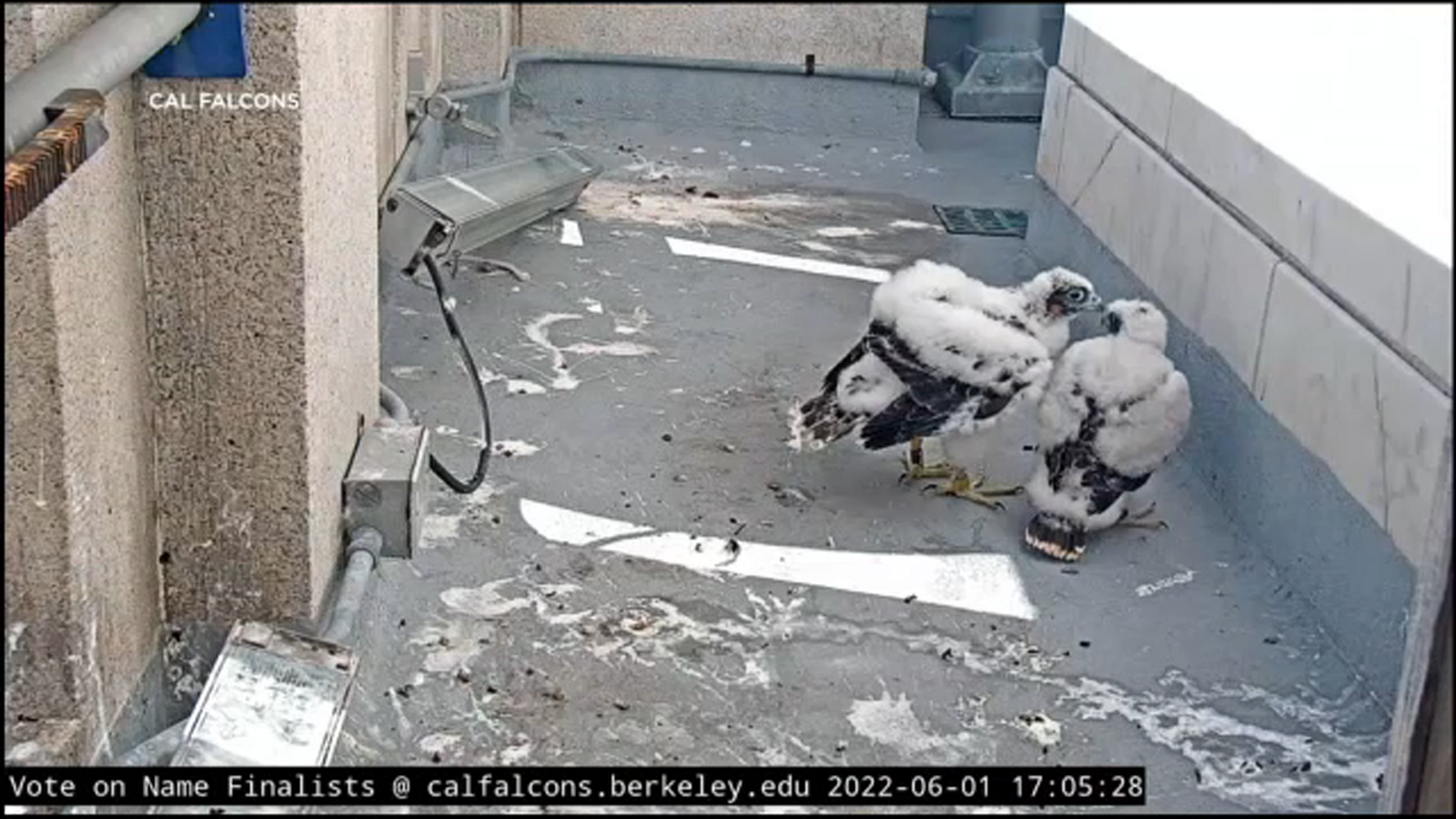 Young peregrine falcon hatched in the spring, found dead near Cal ...