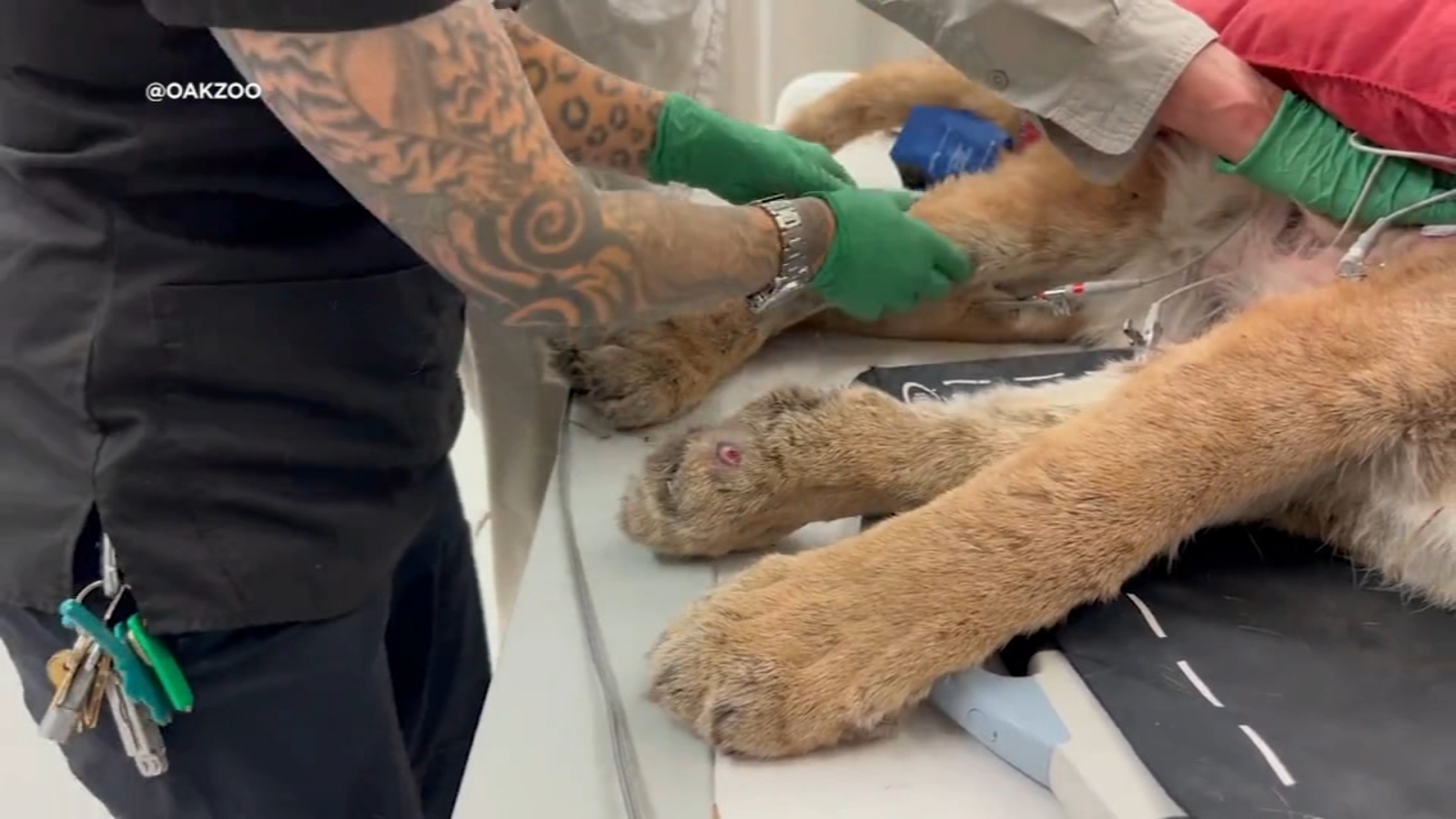 Oakland Zoo responds after Hollister police defend fatal shooting of ...