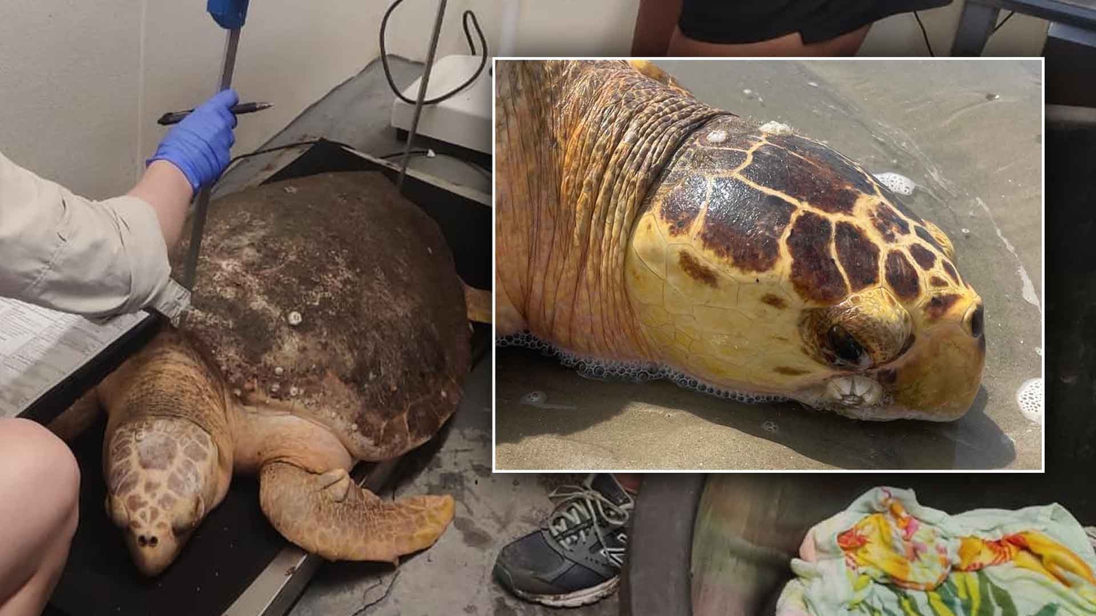 2 loggerhead turtles rescued after being stranded on Galveston Island ...
