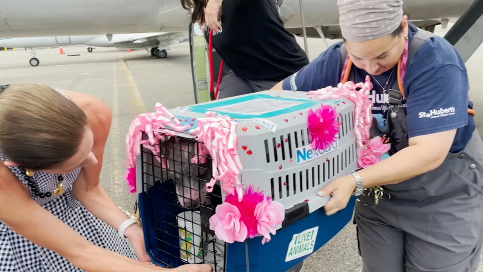 Cats and dogs arrive in Morristown, New Jersey from overcrowded ...