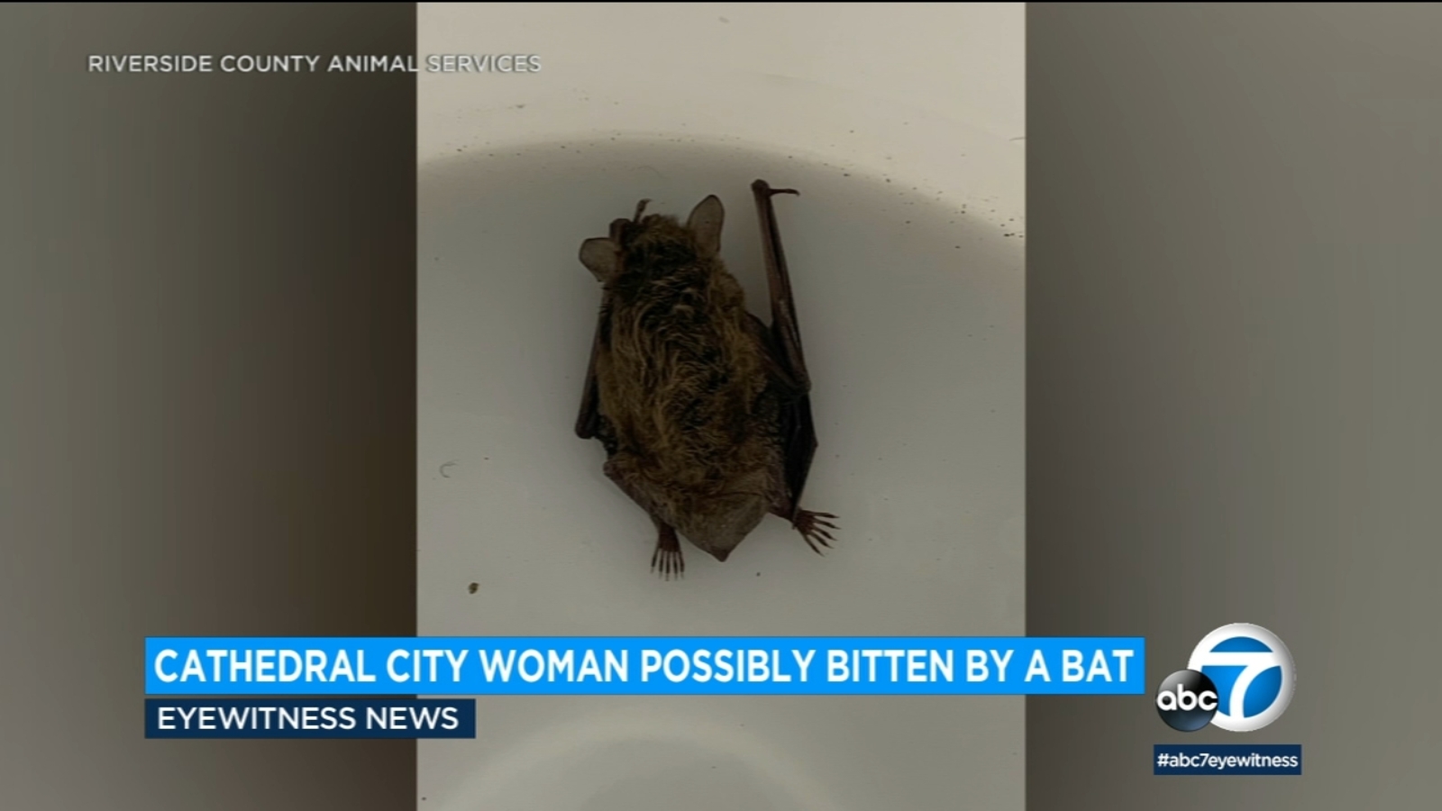 Woman in Cathedral City treated for possible bite after waking up to a ...