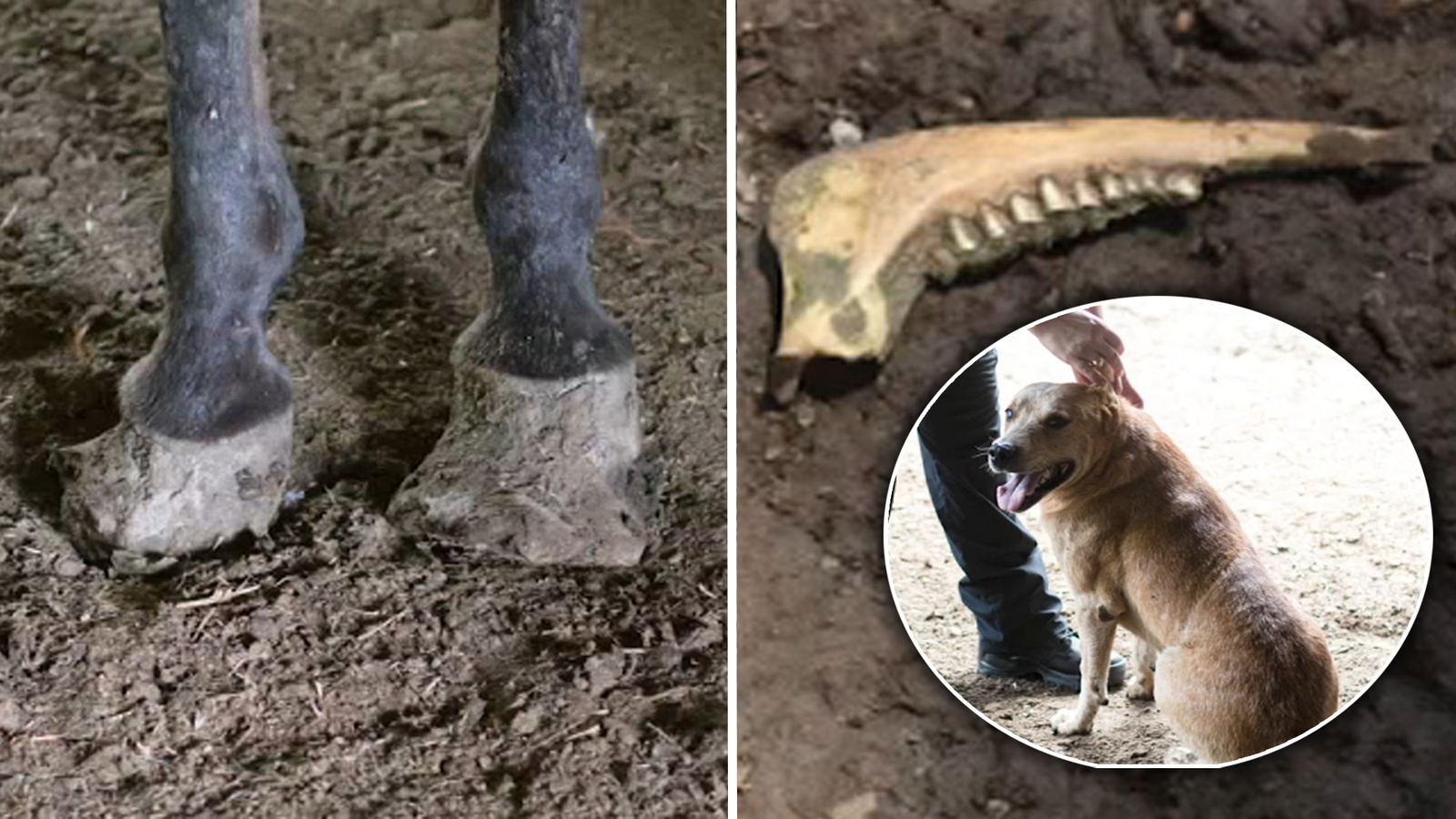 Farm animal abuse: Donkeys, horses, goats and birds were among dozens ...