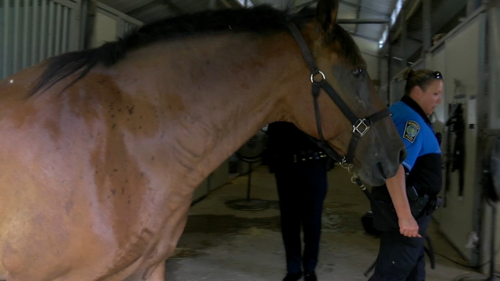 Wilmington Police Department to hold meet and greet for horse hit by ...